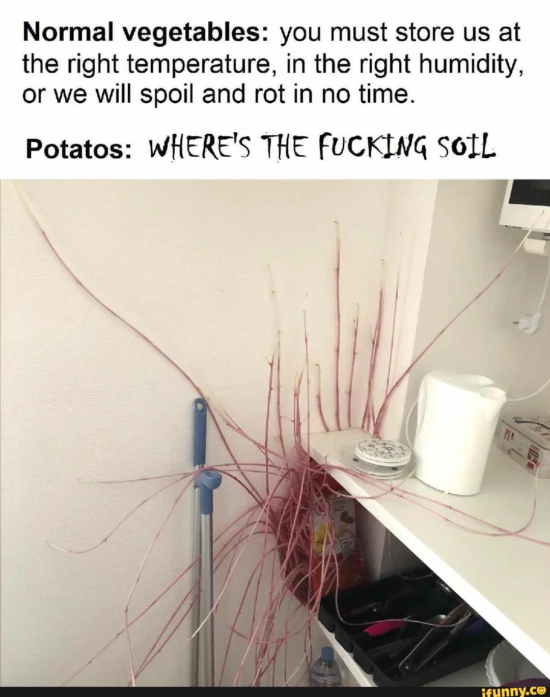 Normal vegetables: you must store us at the right temperature, in the ...