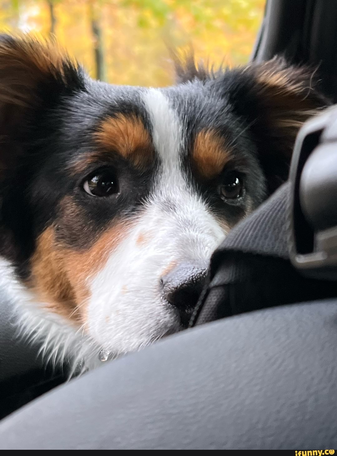 Are Australian Shepherds Crazy