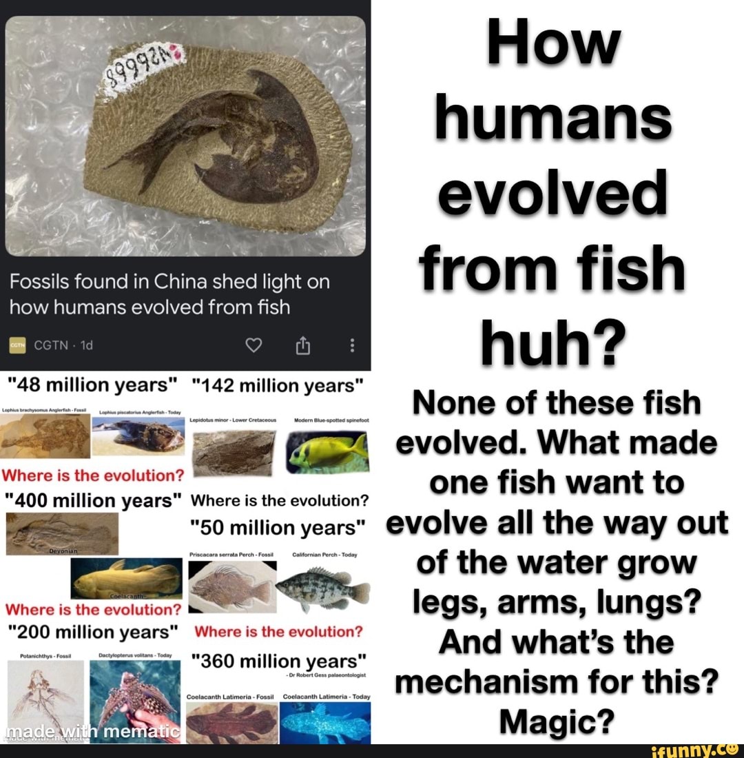 How humans evolved from fish how humans evolved from fish huh? "48 ...