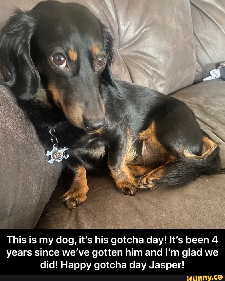 This is my dog, it's his gotcha day! It's been 4 years since we've ...