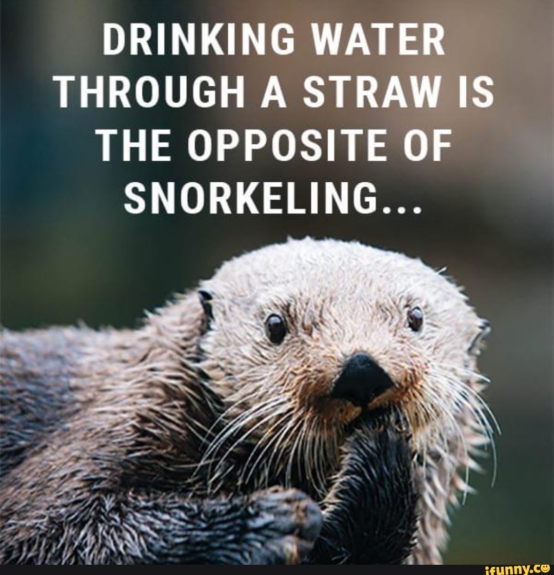Snorkeling memes. Best Collection of funny Snorkeling pictures on iFunny