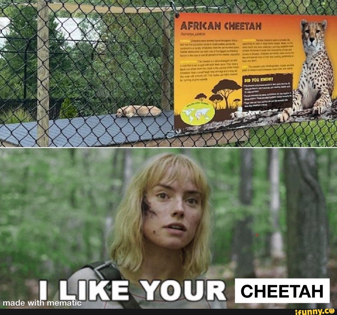 Cheetah memes. Best Collection of funny Cheetah pictures on iFunny
