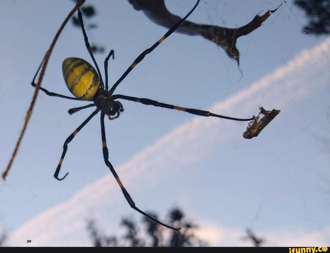 Invasive_species memes. Best Collection of funny Invasive_species ...