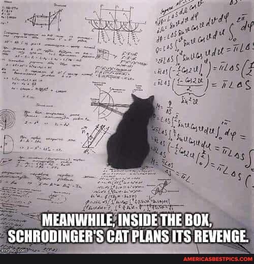 MEANWHILE, INSIDE THE BOK, SCHRODINGER'S CAT PLANS ITS REVENGE ...
