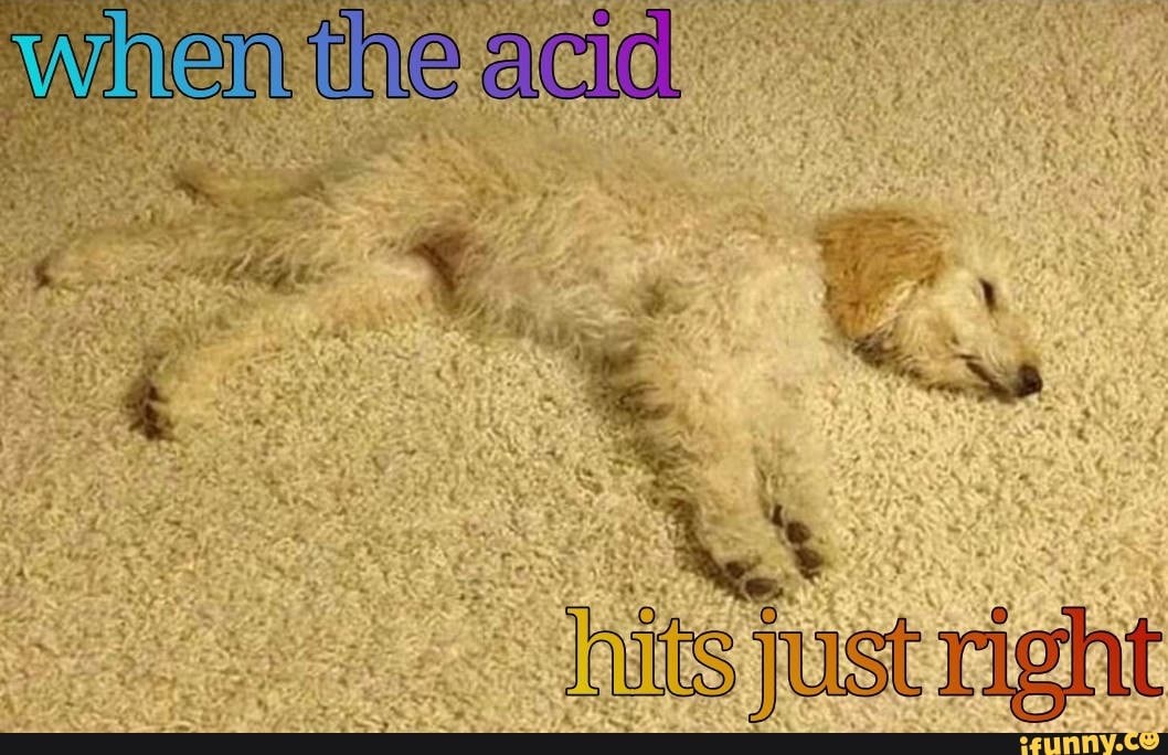 Meltingdog memes. Best Collection of funny Meltingdog pictures on iFunny