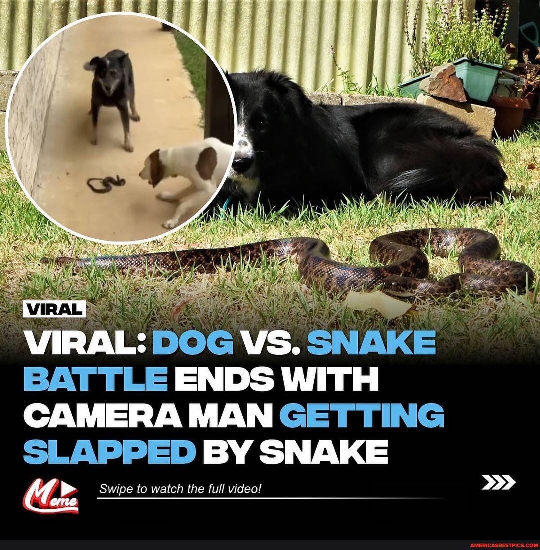 Two dogs face off against a snake, but the camera man is caught in the ...