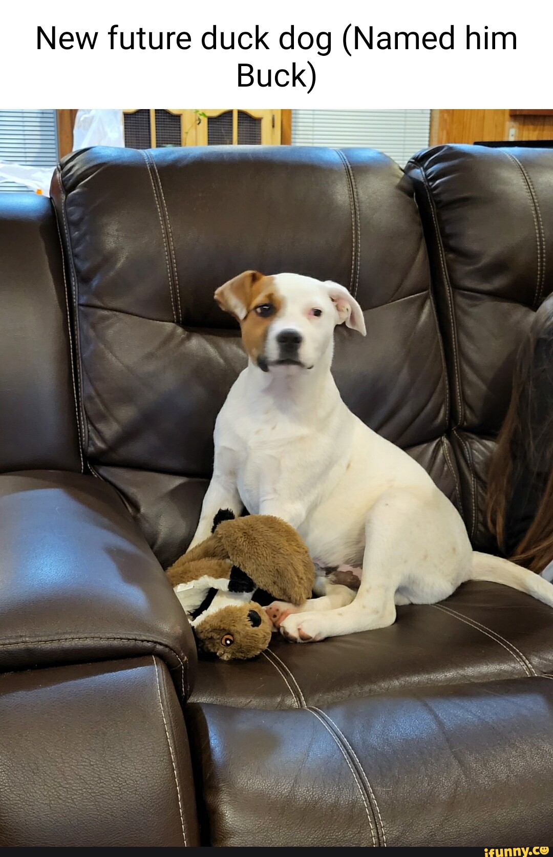 New future duck dog (Named him Buck) - iFunny