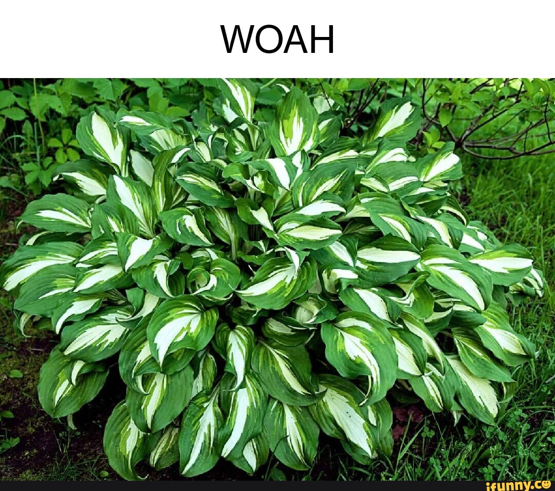 Hosta memes. Best Collection of funny Hosta pictures on iFunny
