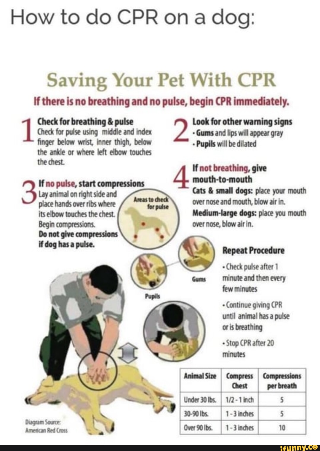 How to do CPR on dog: Saving Your Pet With CPR If there is no breathing ...