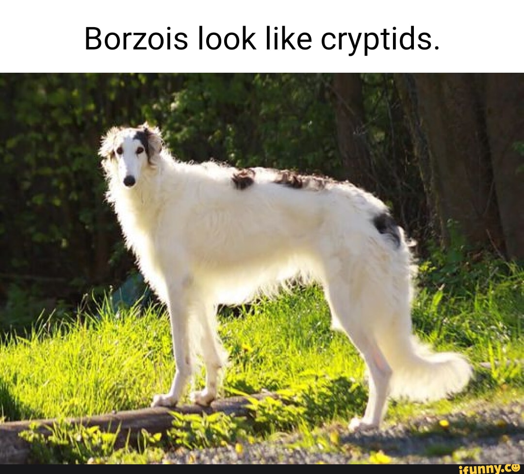 Cryptids memes. Best Collection of funny Cryptids pictures on iFunny