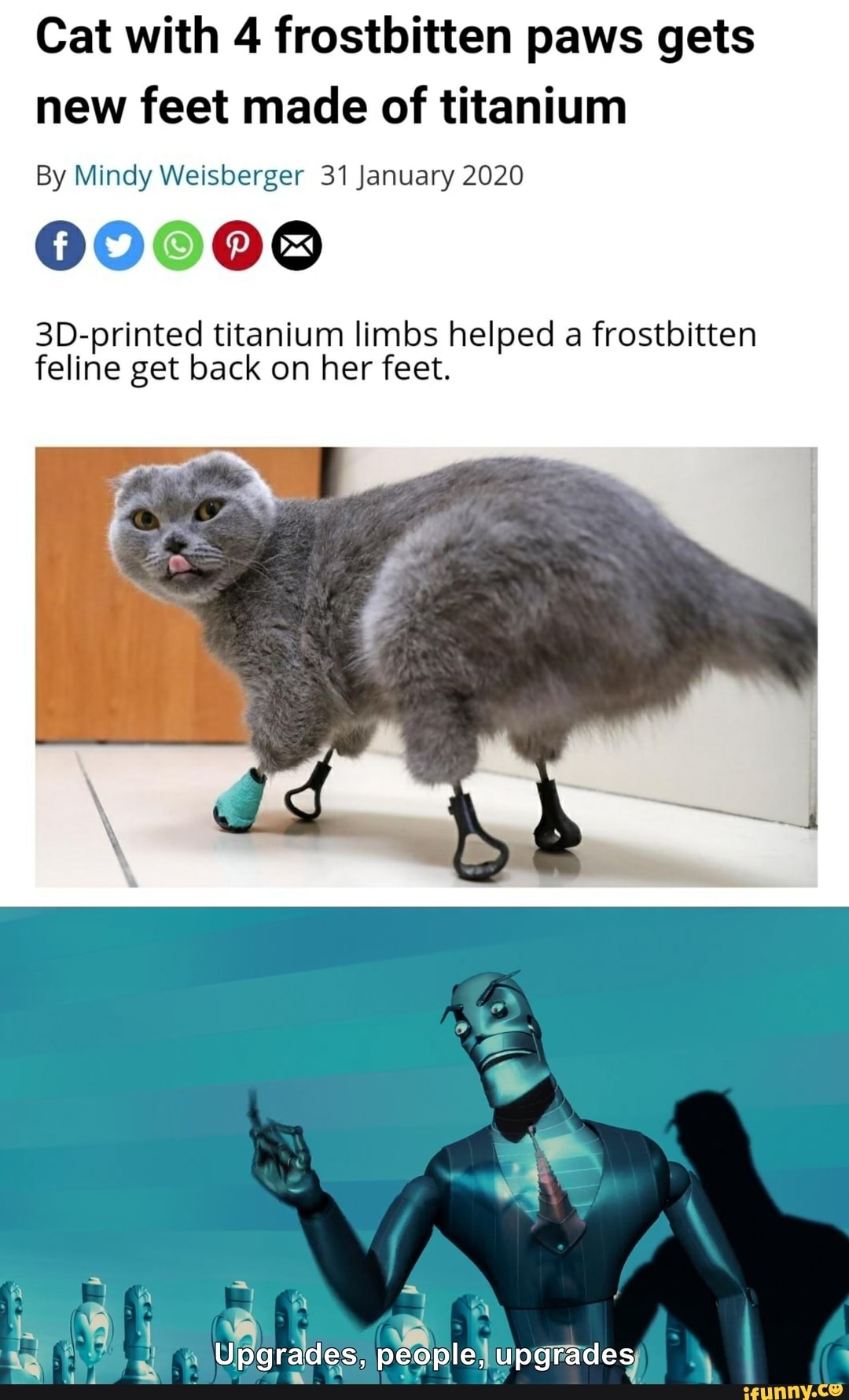 Cat with 4 frostbitten paws gets new feet made of titanium By Mindy ...