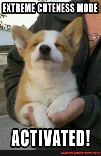 [EXTREME CUTENESS MODE ACTIVATED! - America’s best pics and videos