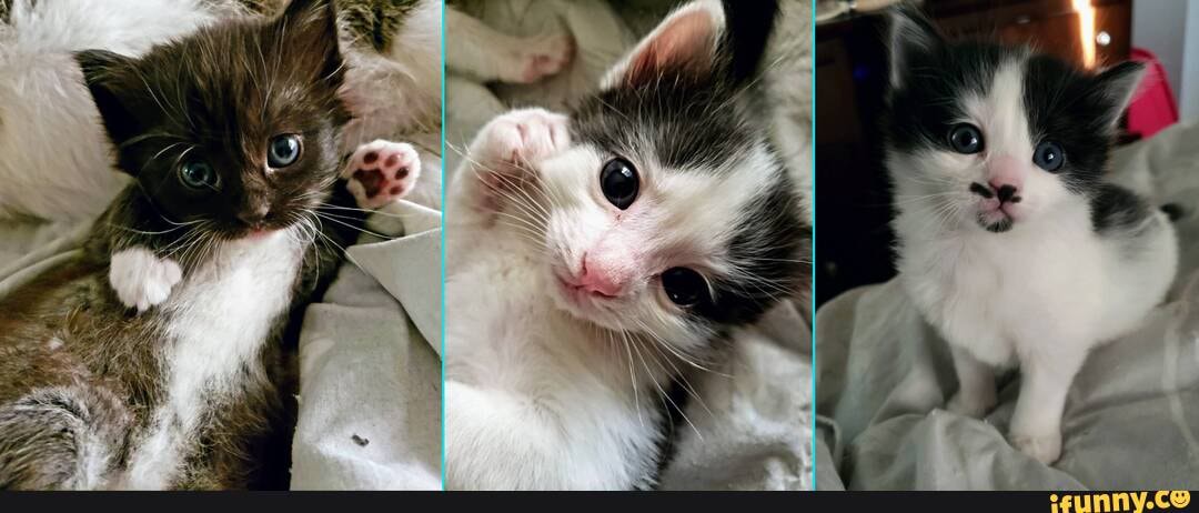 Silvester memes. Best Collection of funny Silvester pictures on iFunny