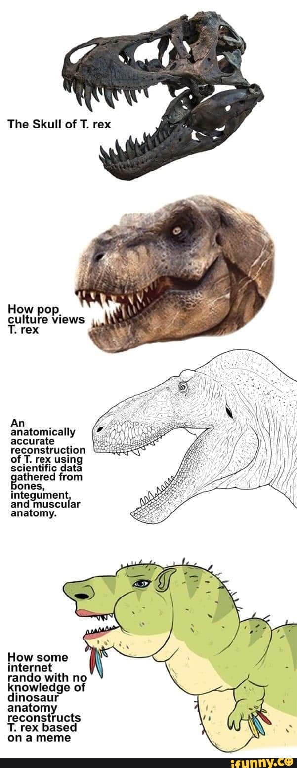 The Skull of T. rex How pop culture views T. rex An anatomically ...