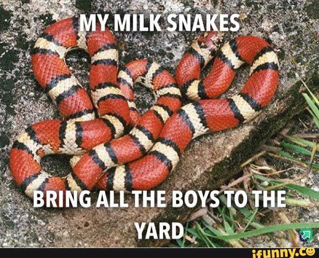From the maker of snake shakes - MY MILK SNAKES BRING ALLTHE BOYS TO ...