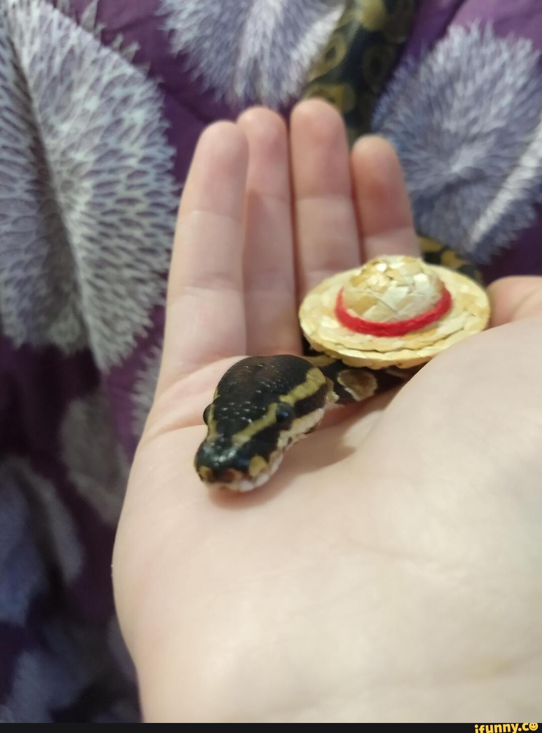 Ball_python memes. Best Collection of funny Ball_python pictures on iFunny