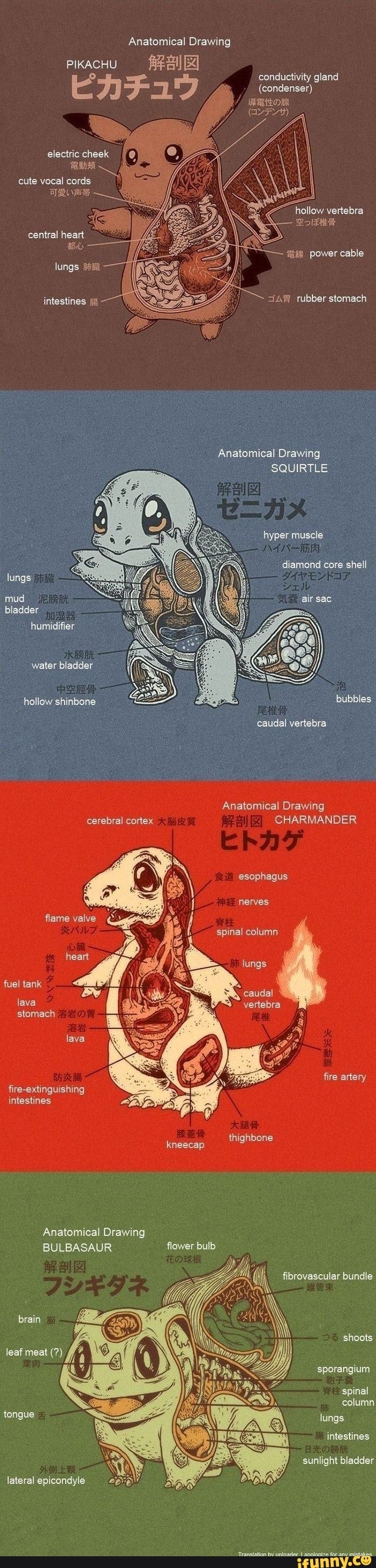 Anatomical Drawing PIKACHU conductivity gland (condenser) hollow ...