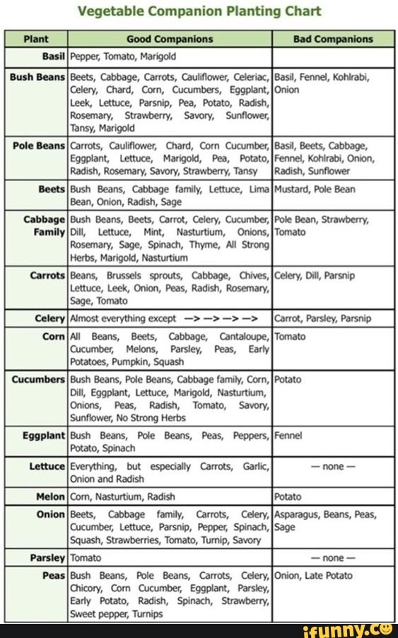 Vegetable Companion Planting Chart [Carrots, Cauliflower, Chard, Corn ...