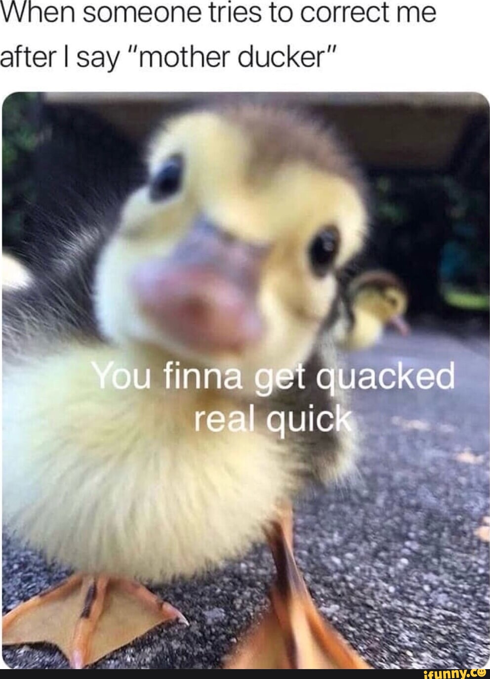 Ducker memes. Best Collection of funny Ducker pictures on iFunny