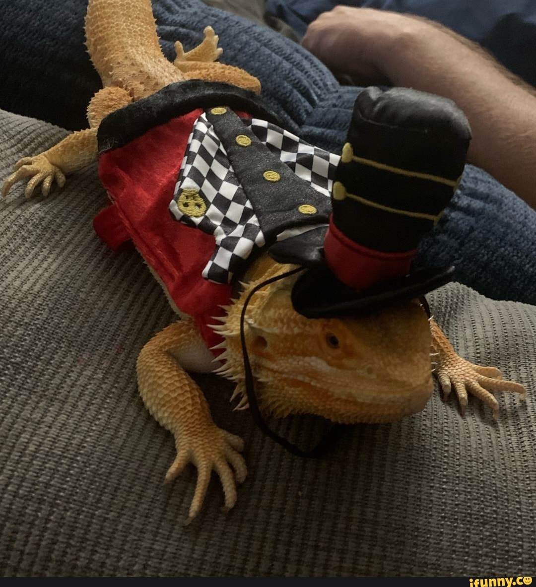 Gabiru memes. Best Collection of funny Gabiru pictures on iFunny