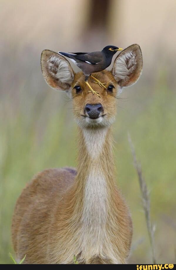 Animal_dump memes. Best Collection of funny Animal_dump pictures on iFunny