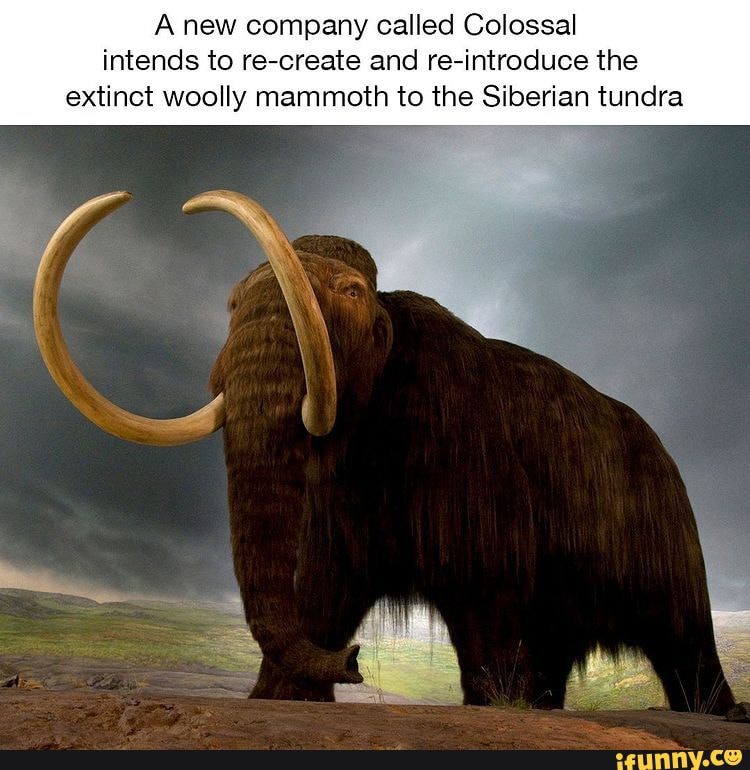 Tundra memes. Best Collection of funny Tundra pictures on iFunny