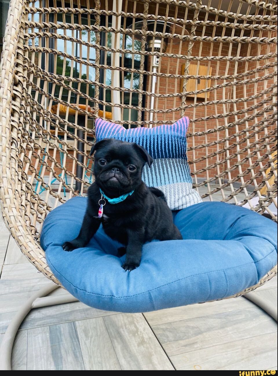 Picture memes DSf0pucJ9 by logicalrarepuppers_2021 - iFunny