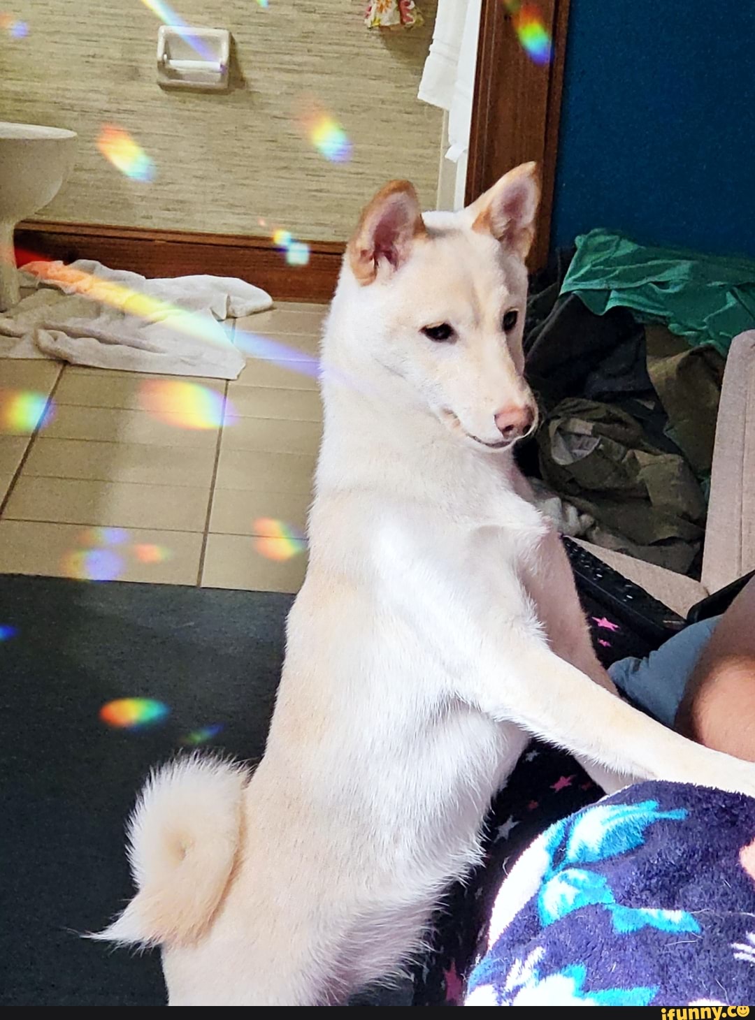 Memedog memes. Best Collection of funny Memedog pictures on iFunny