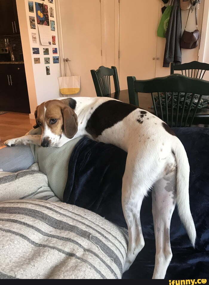 English_foxhound memes. Best Collection of funny English_foxhound ...