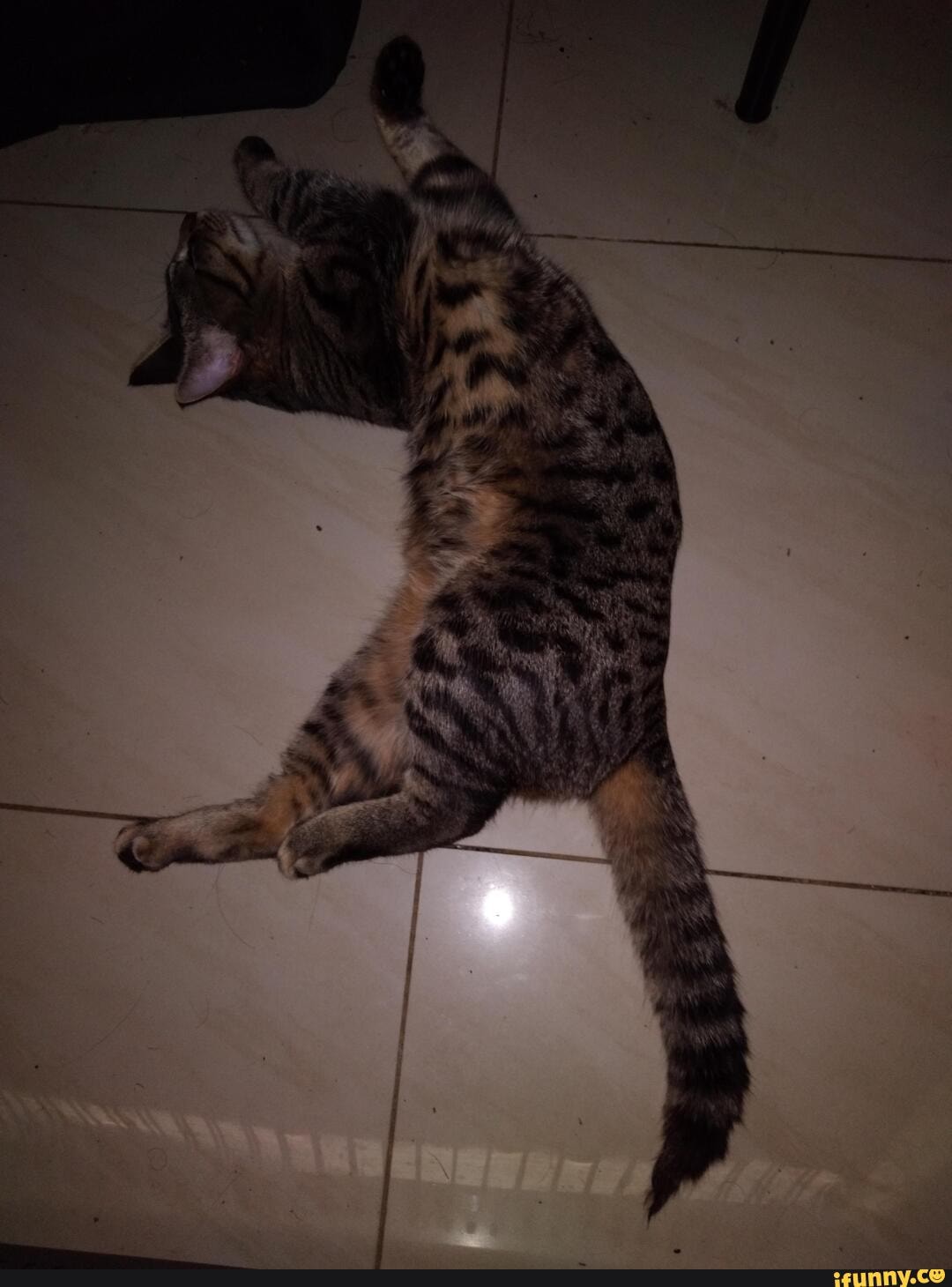 Contorted memes. Best Collection of funny Contorted pictures on iFunny