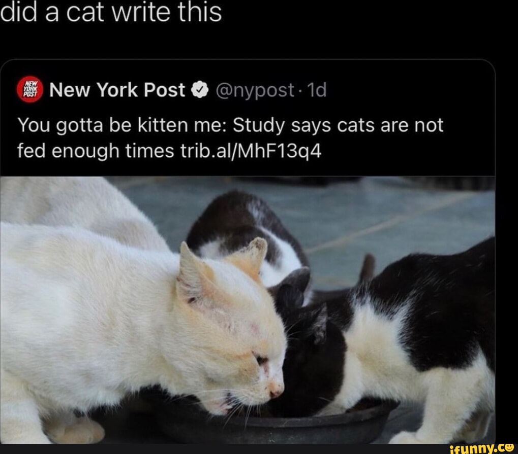 Did a cat write this New York Post @ @nypost: You gotta be kitten me ...
