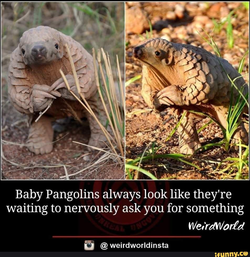 Pangolins memes. Best Collection of funny Pangolins pictures on iFunny
