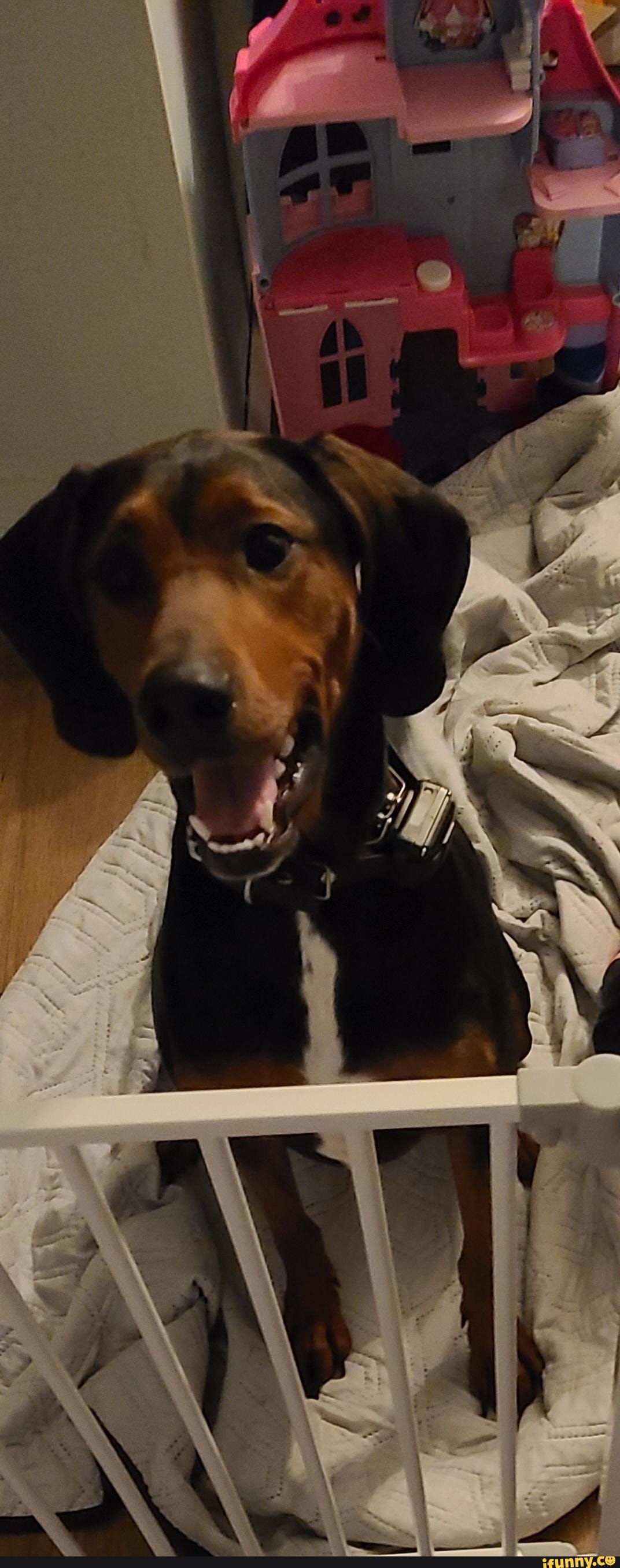 Pets_of_imgur memes. Best Collection of funny Pets_of_imgur pictures on ...