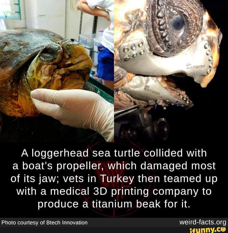 Loggerhead memes. Best Collection of funny Loggerhead pictures on iFunny