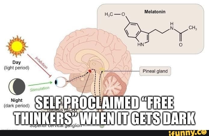 Melatonin Pineal gland Day (light period) Night (Gark period) - iFunny