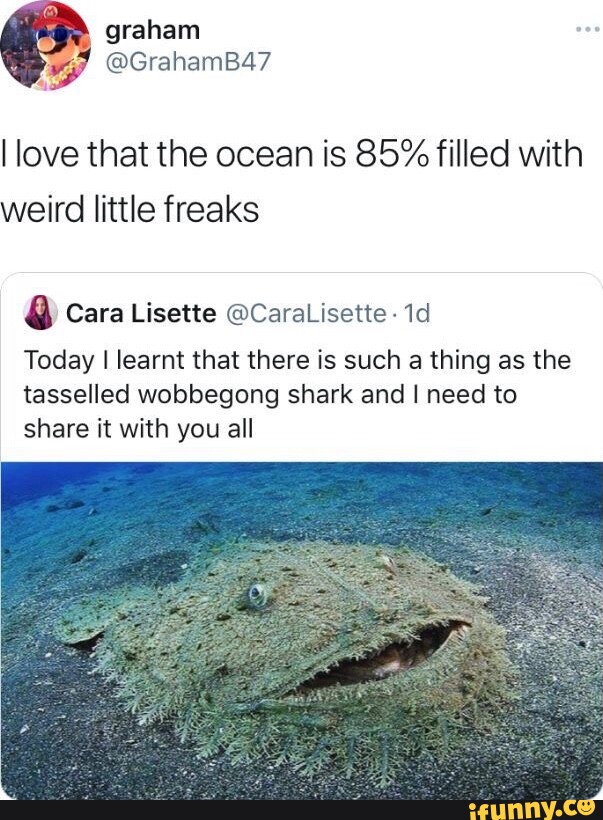 Wobbegong memes. Best Collection of funny Wobbegong pictures on iFunny