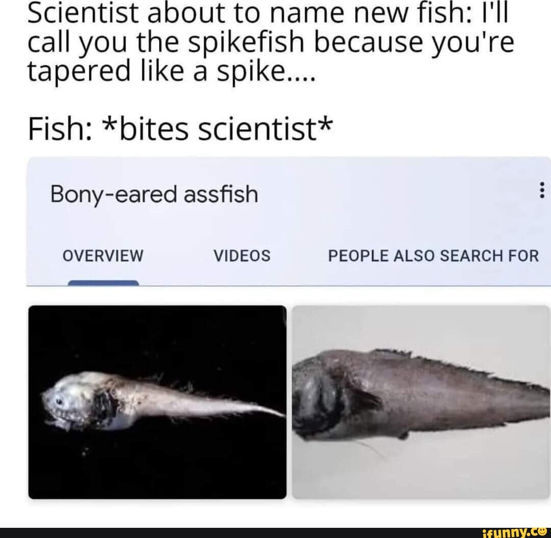 Assfish memes. Best Collection of funny Assfish pictures on iFunny