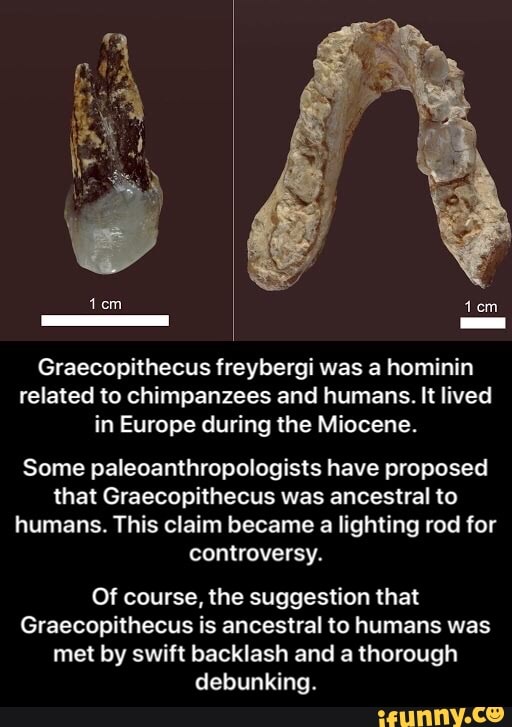 Graecopithecus freybergi was a hominin related to chimpanzees and ...