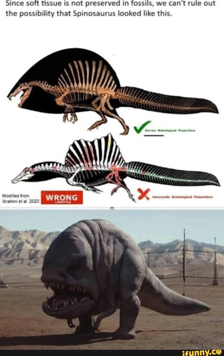Since soft tissue is not preserved in fossils, we cant rule out the ...