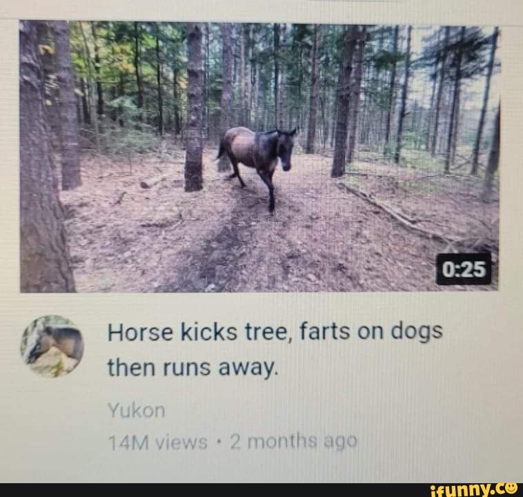 Horse kicks tree, farts on dogs then runs away. - iFunny