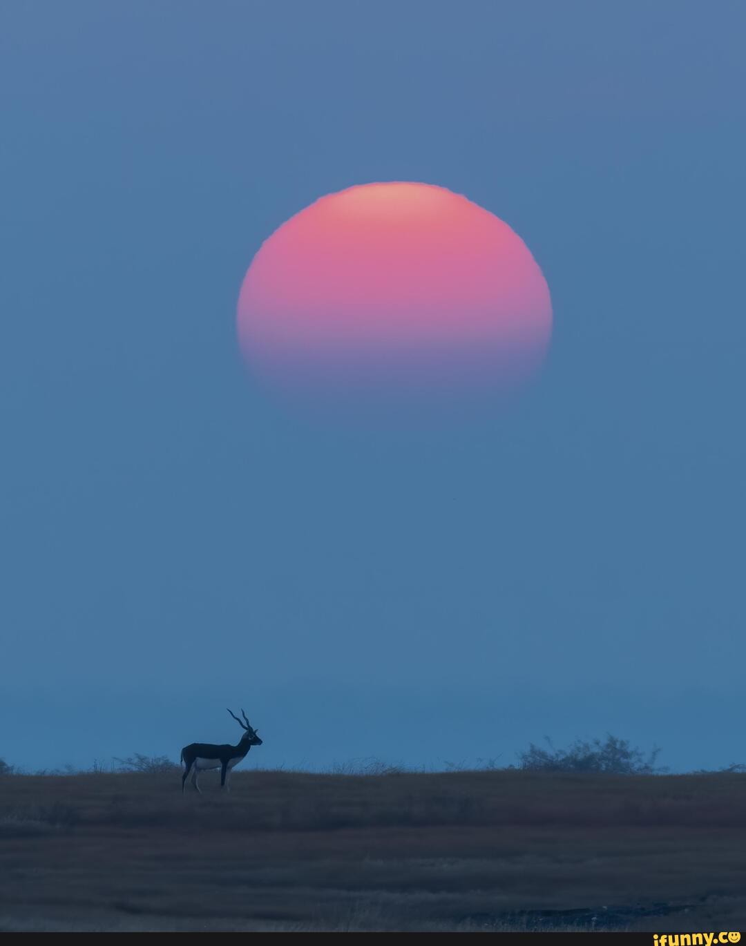 Blackbuck memes. Best Collection of funny Blackbuck pictures on iFunny