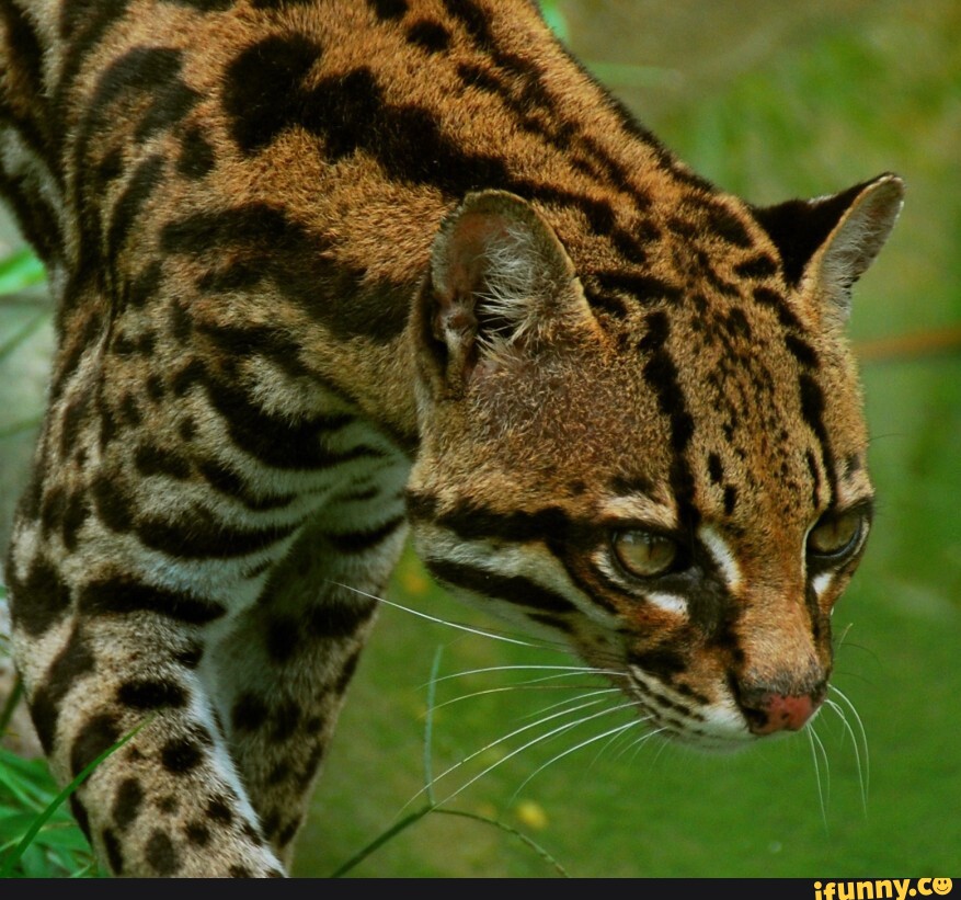 Picture memes fWc5XnmIA by BigCats - iFunny