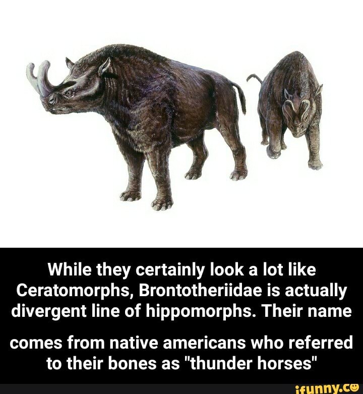 Hippomorphs memes. Best Collection of funny Hippomorphs pictures on iFunny
