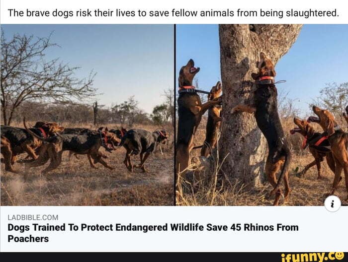 The brave dogs risk their lives to save fellow animals from being ...