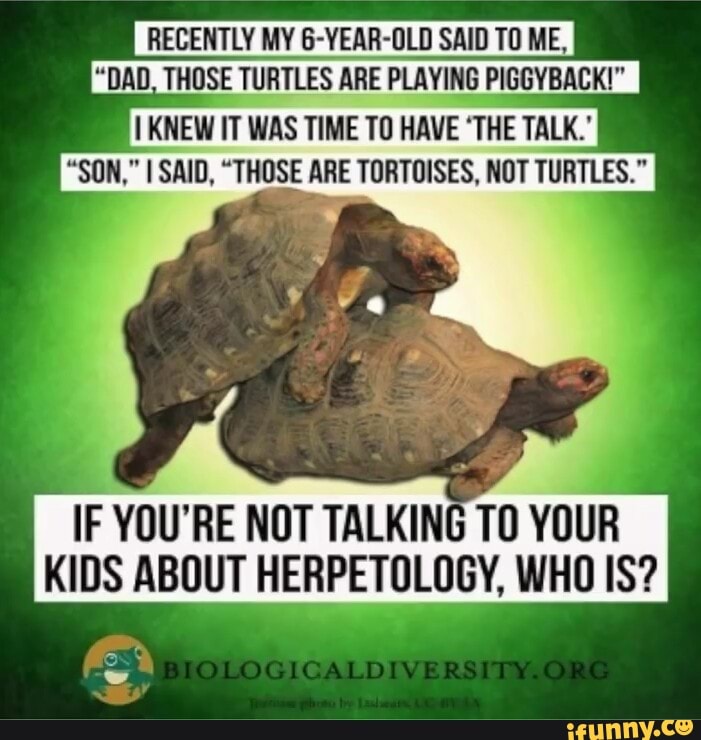 Piggyback memes. Best Collection of funny Piggyback pictures on iFunny