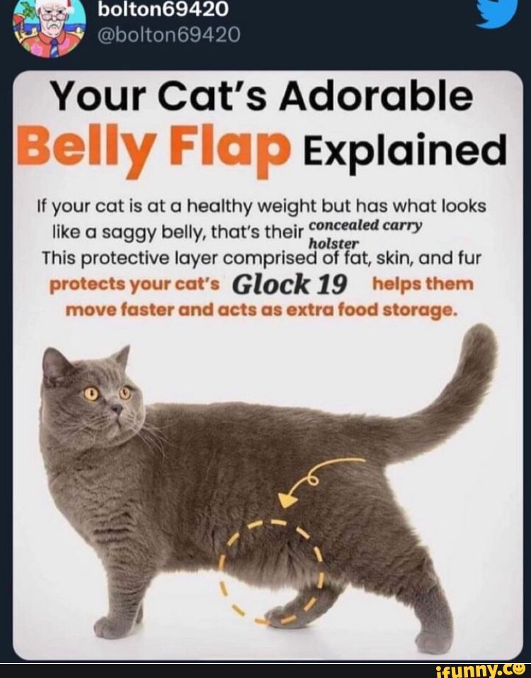 Your Cat's Adorable Belly Flap Explained if your cat is at a healthy ...