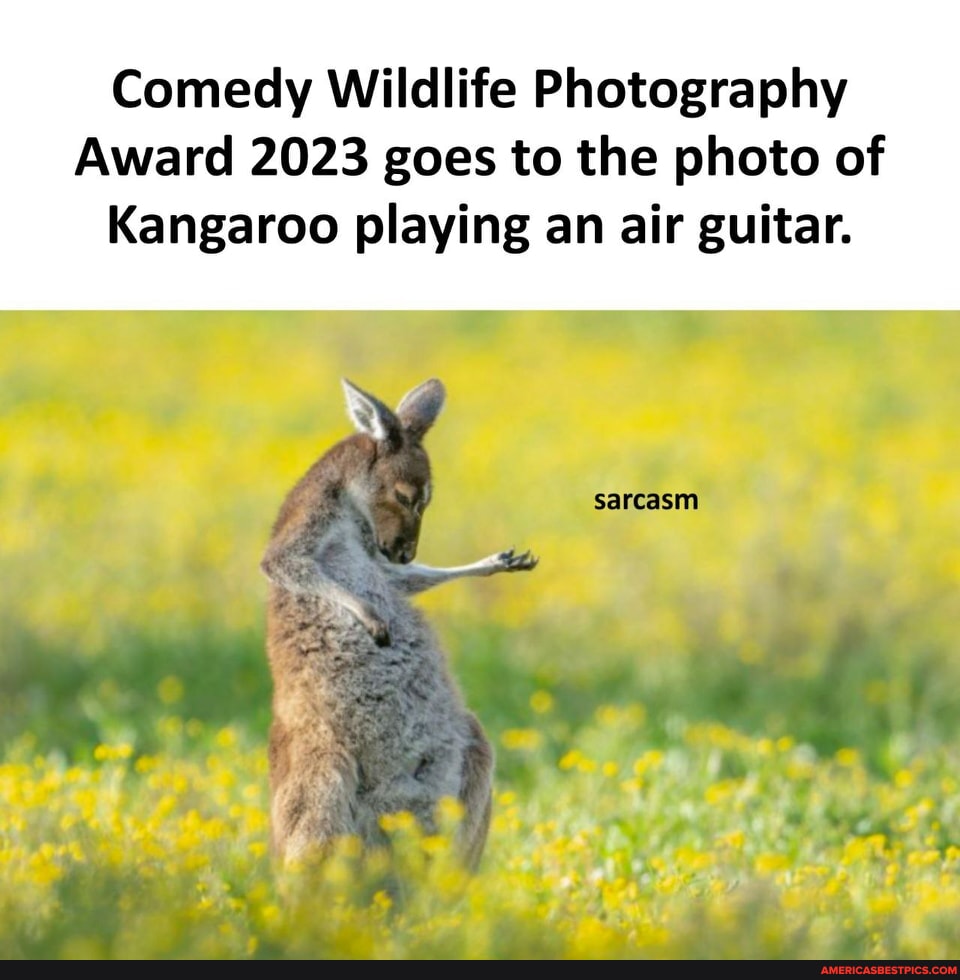 The judges of the UKbased Comedy Wildlife Photo Awards have studied more than images submitted ...
