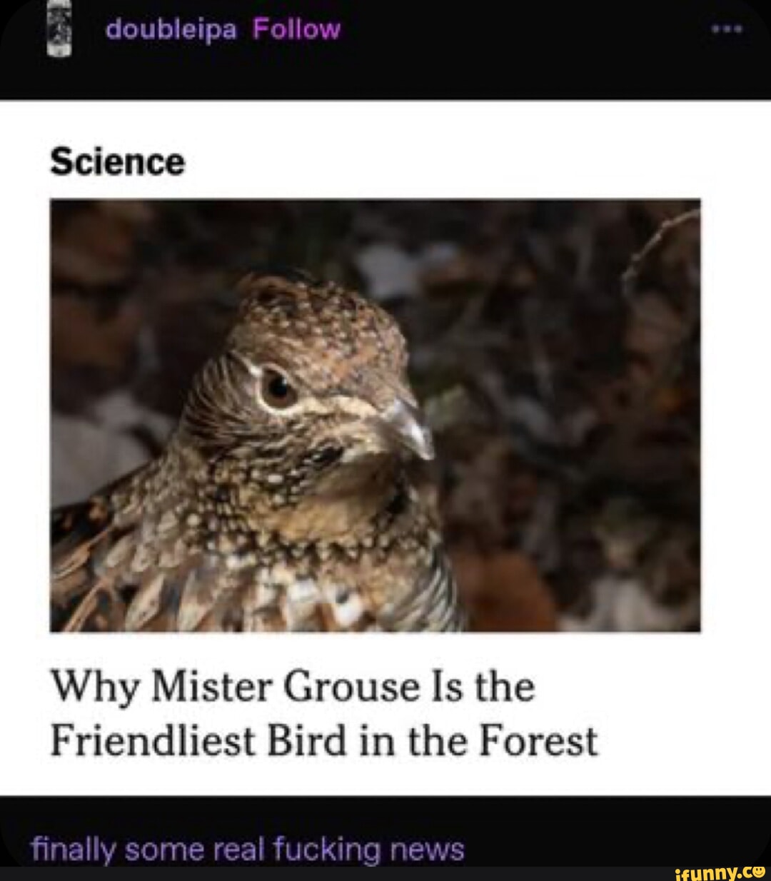 Grouse memes. Best Collection of funny Grouse pictures on iFunny