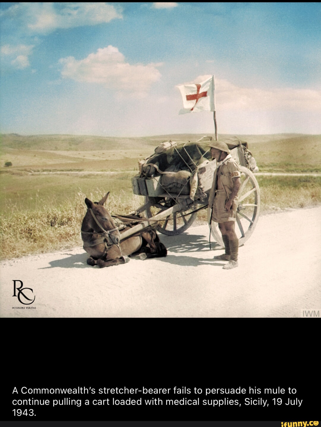 Mule memes. Best Collection of funny Mule pictures on iFunny