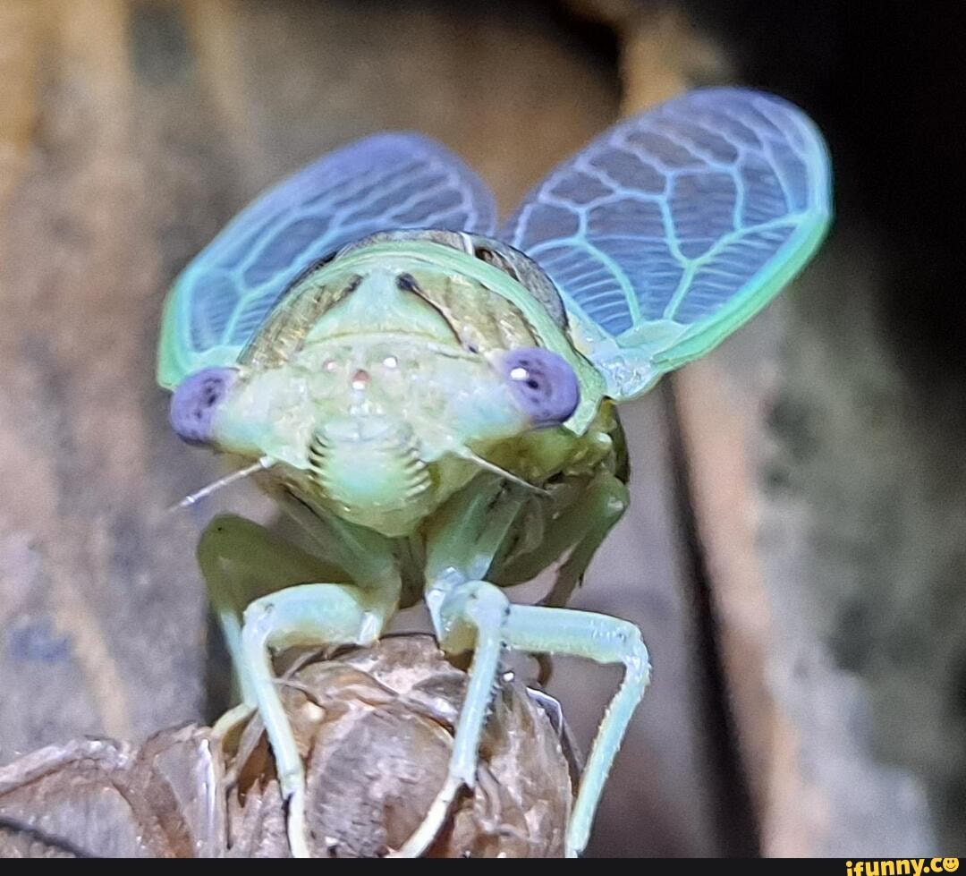 Cicada memes. Best Collection of funny Cicada pictures on iFunny